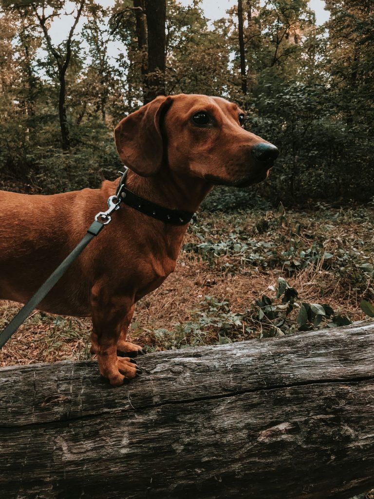 Perro con miedo | La Sonrisa Del Perro