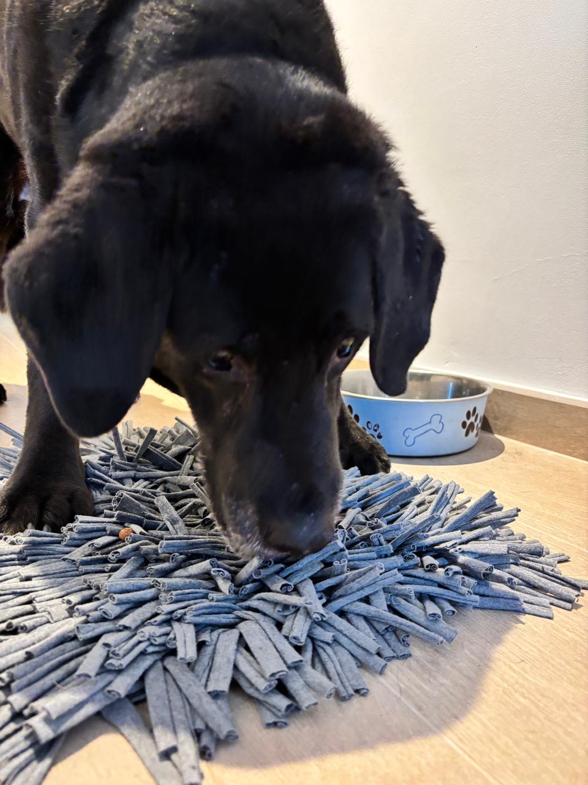 El olfato, el superpoder de tu perro: cómo aprovecharlo para su ...